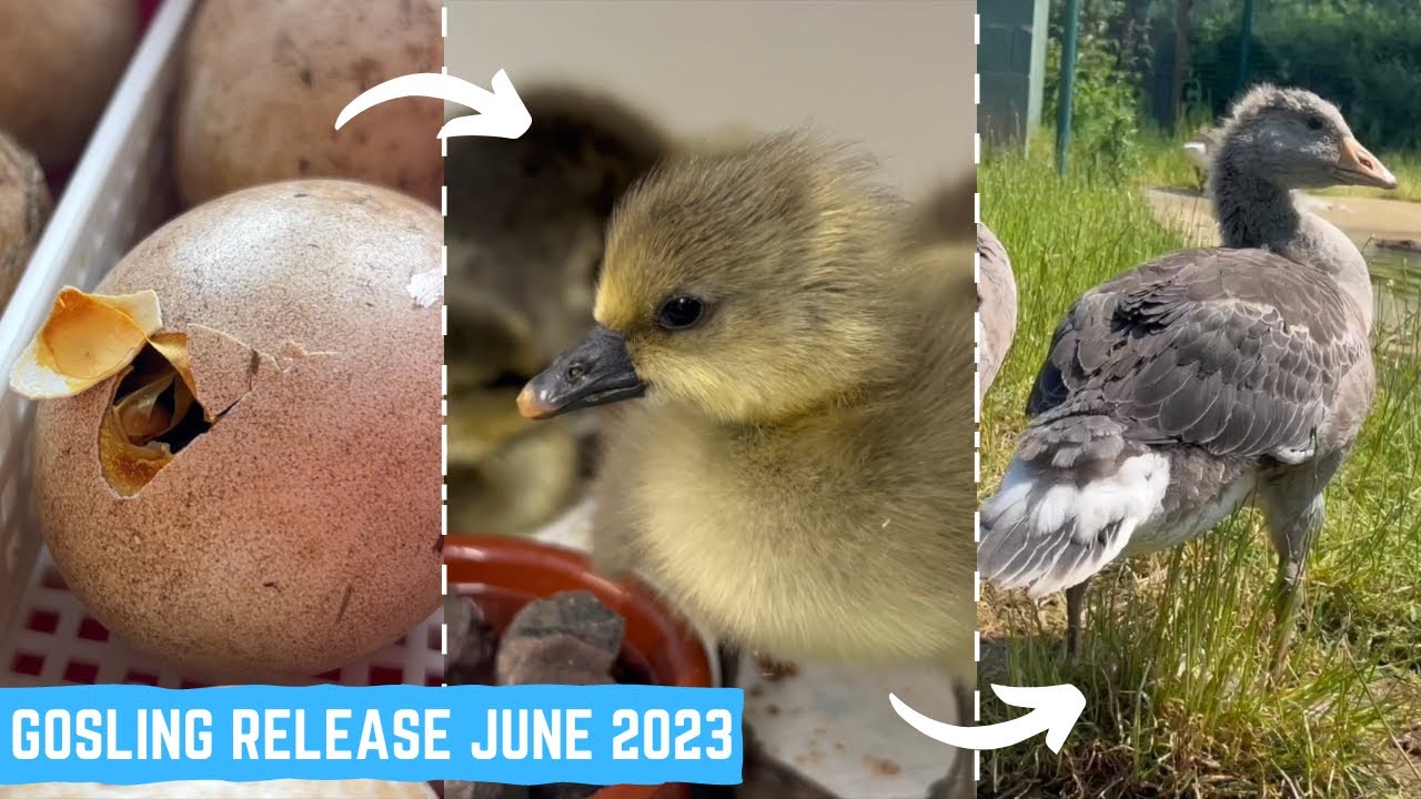 GOSLING RELEASE JUNE 2023! - YouTube