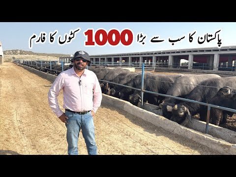 Qurbani ke 2026 k liey 1000 Buffalo Bulls ki Farming at Samson Agro Farm #bakramandi #vlog  #bull 