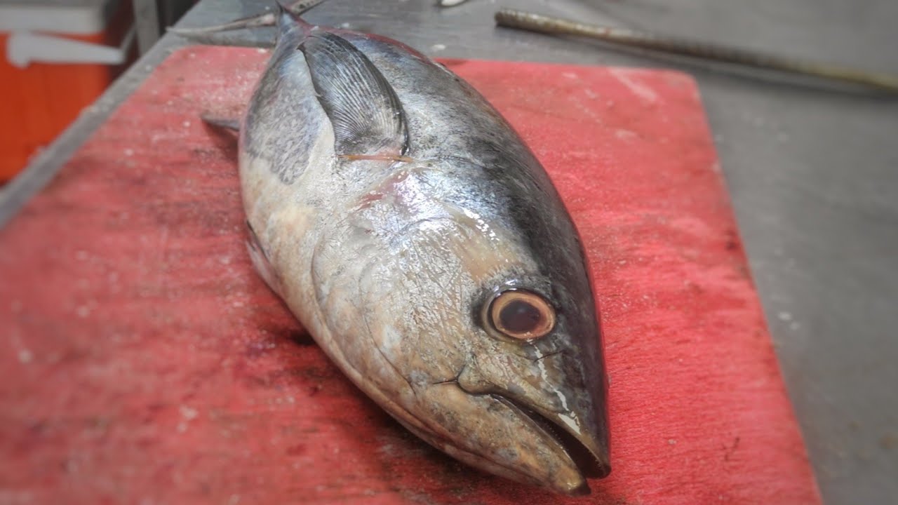 Amazing Red Tuna Cutting Skills | Big Tuna cutting cube - YouTube