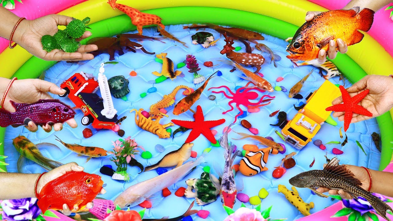 Star fish playing toys car inside a beautiful fish tank - YouTube