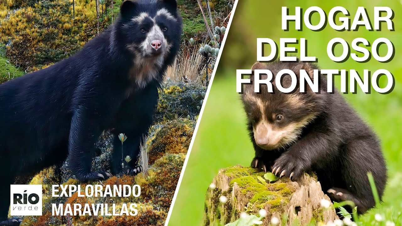 Descubriendo un increíble Parque Nacional: Ramal de Calderas - YouTube