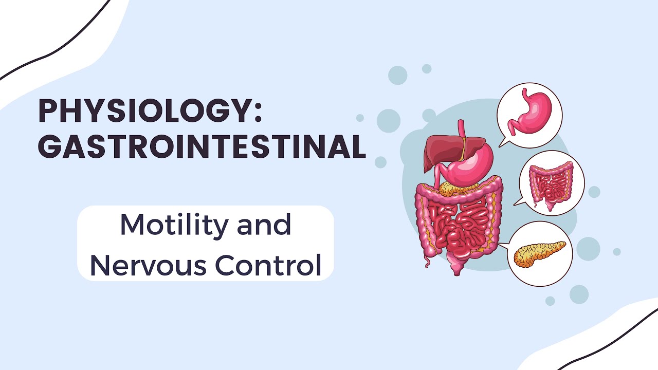 Gastrointestinal Physiology - Motility and Nervous Control - YouTube
