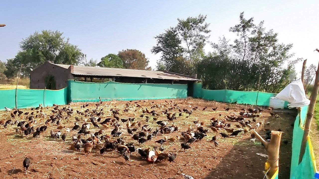 1000 Free Range Desi Poultry Farming l investment l Shed l Fencing l ...