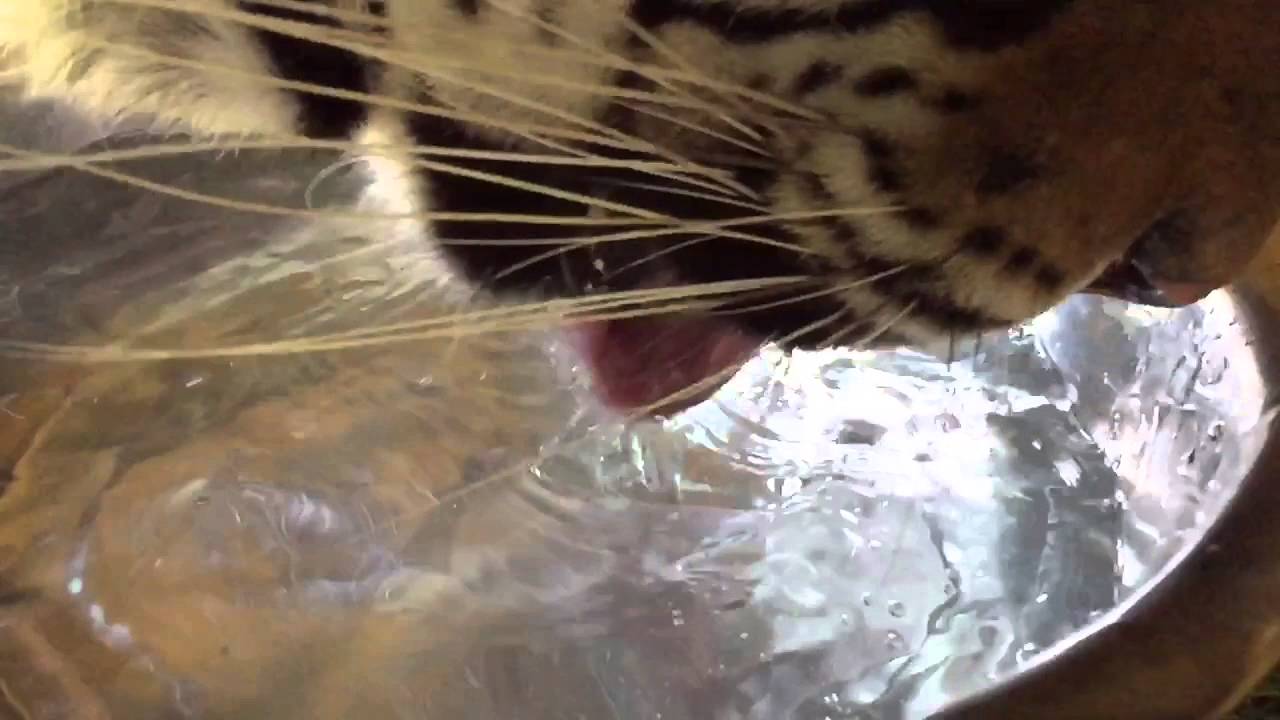 Tiger drinking water in slow motion . - YouTube
