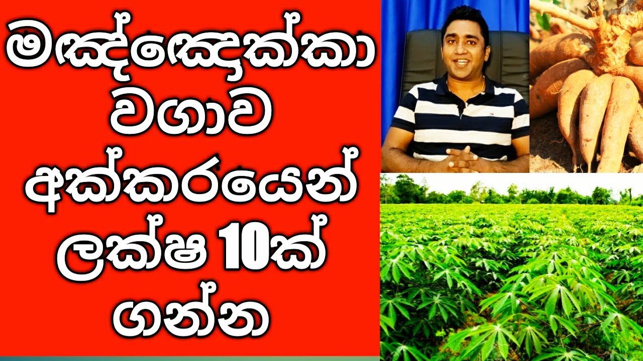 Cassava Manioc cultivation in Sri Lanka Cost profit How to cultivate ...