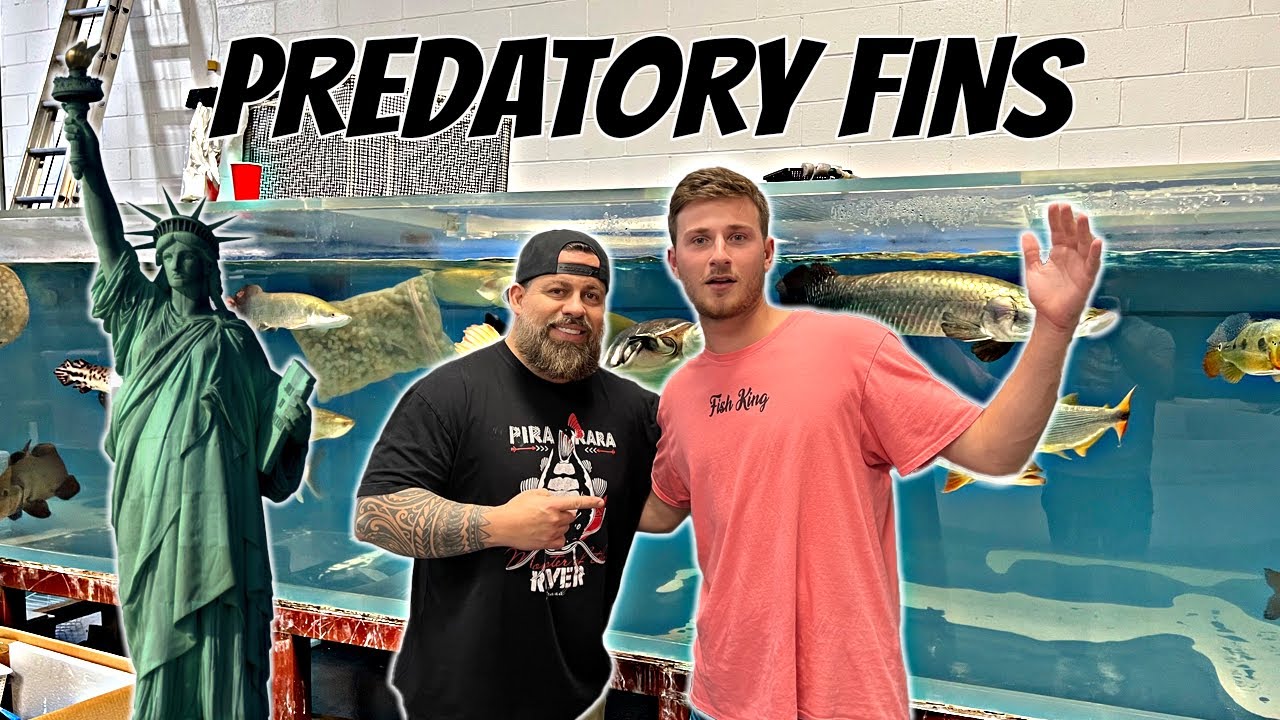 10,000SF of Monster Fish - PREDATORY FINS New York 2.0 - YouTube