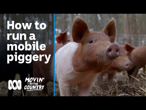 How to run a sustainable, ethical, mobile piggery 🐷🥓 | Movin’ To The ...
