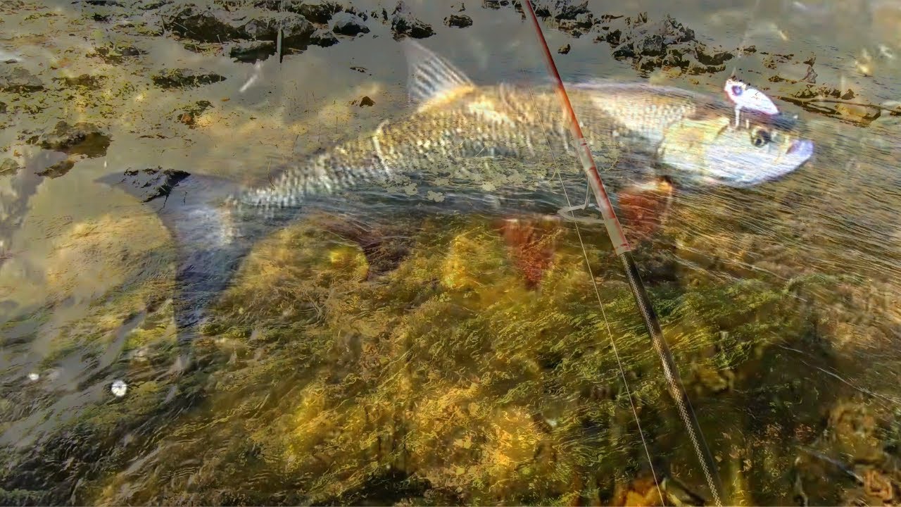 Quelques Aspe au poisson nageur (multi_sessions) - YouTube
