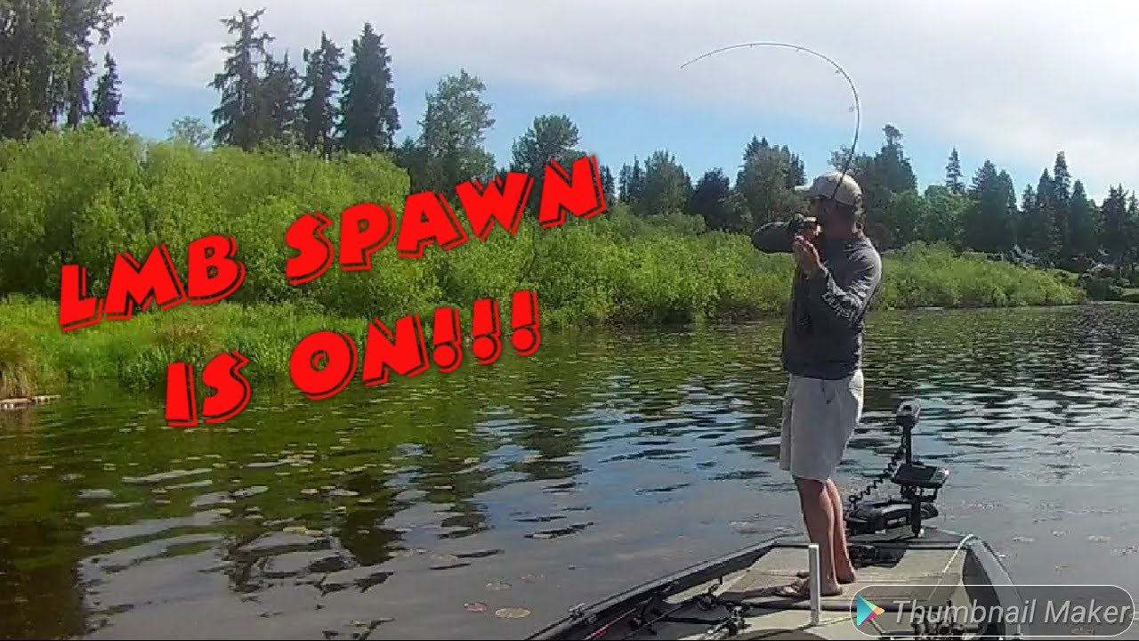 Fishing Spawn on Lake Washington w/out hitting beds - YouTube