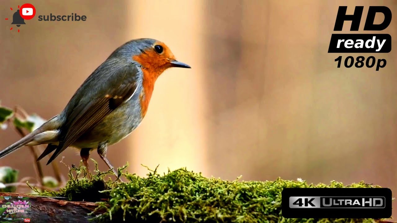 satisfying nature video - YouTube