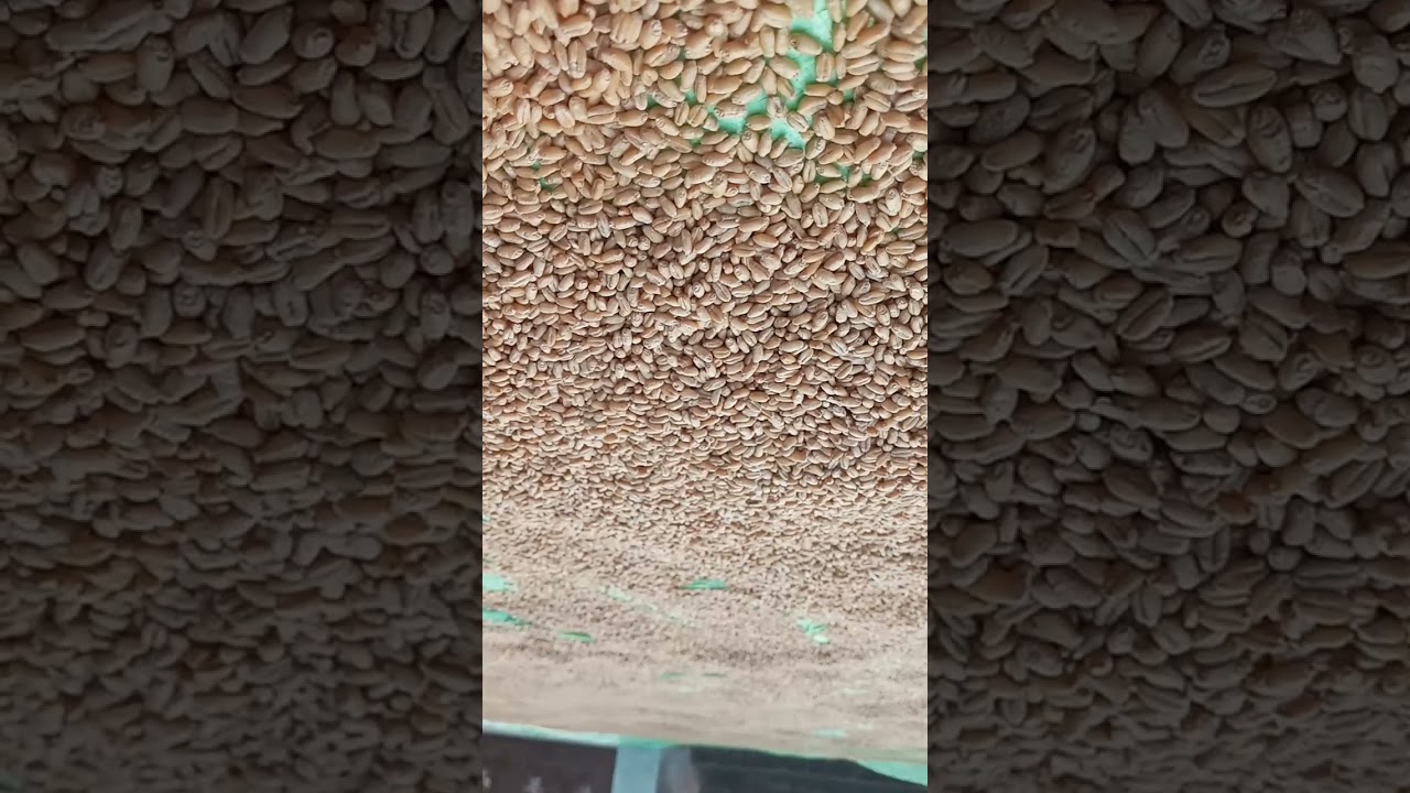 Grain - YouTube