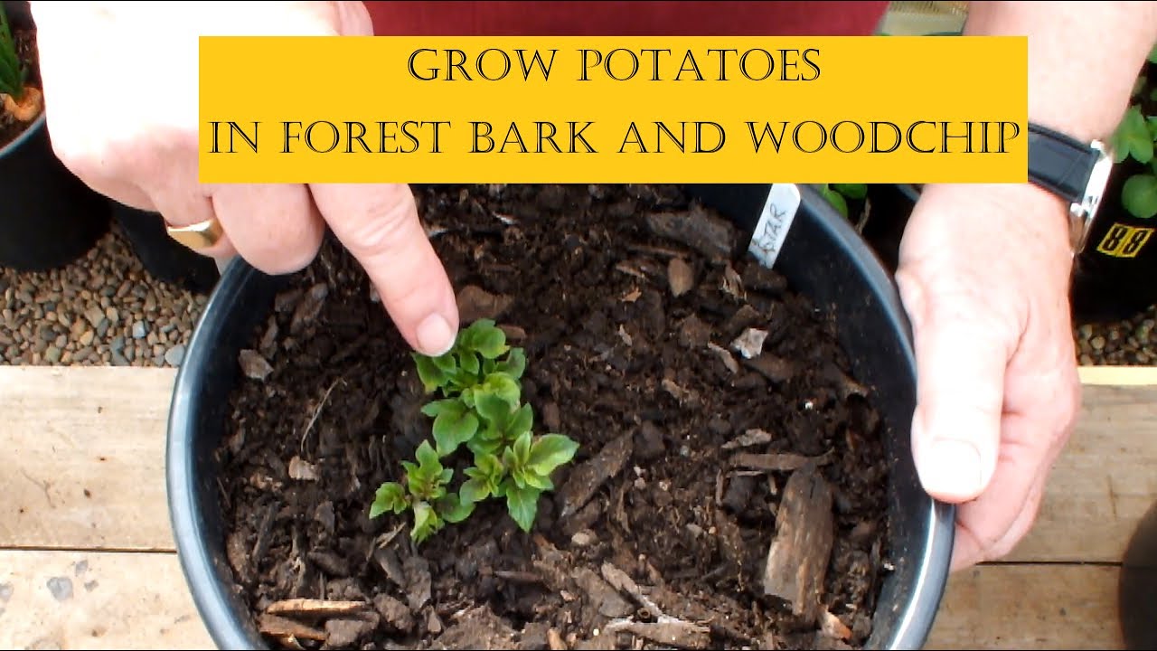 Grow Potatoes in a Bucket in Forest Bark and Wood Chip first update ...