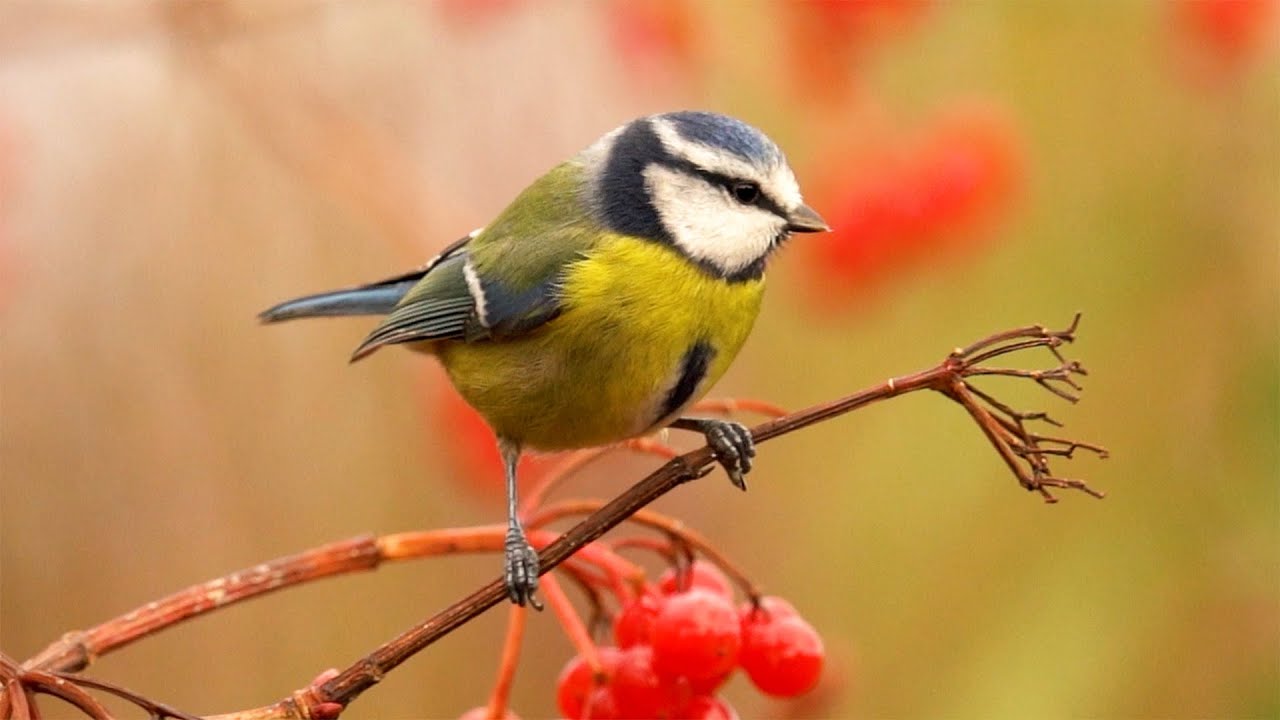 Birds Feasting Amongst Autumn Berries | Garden Birds | Robert E Fuller ...