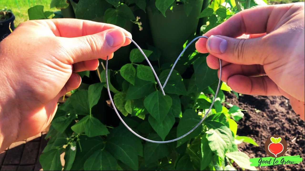 DIY trick to safeguard tall plants in a GreenStalk - YouTube