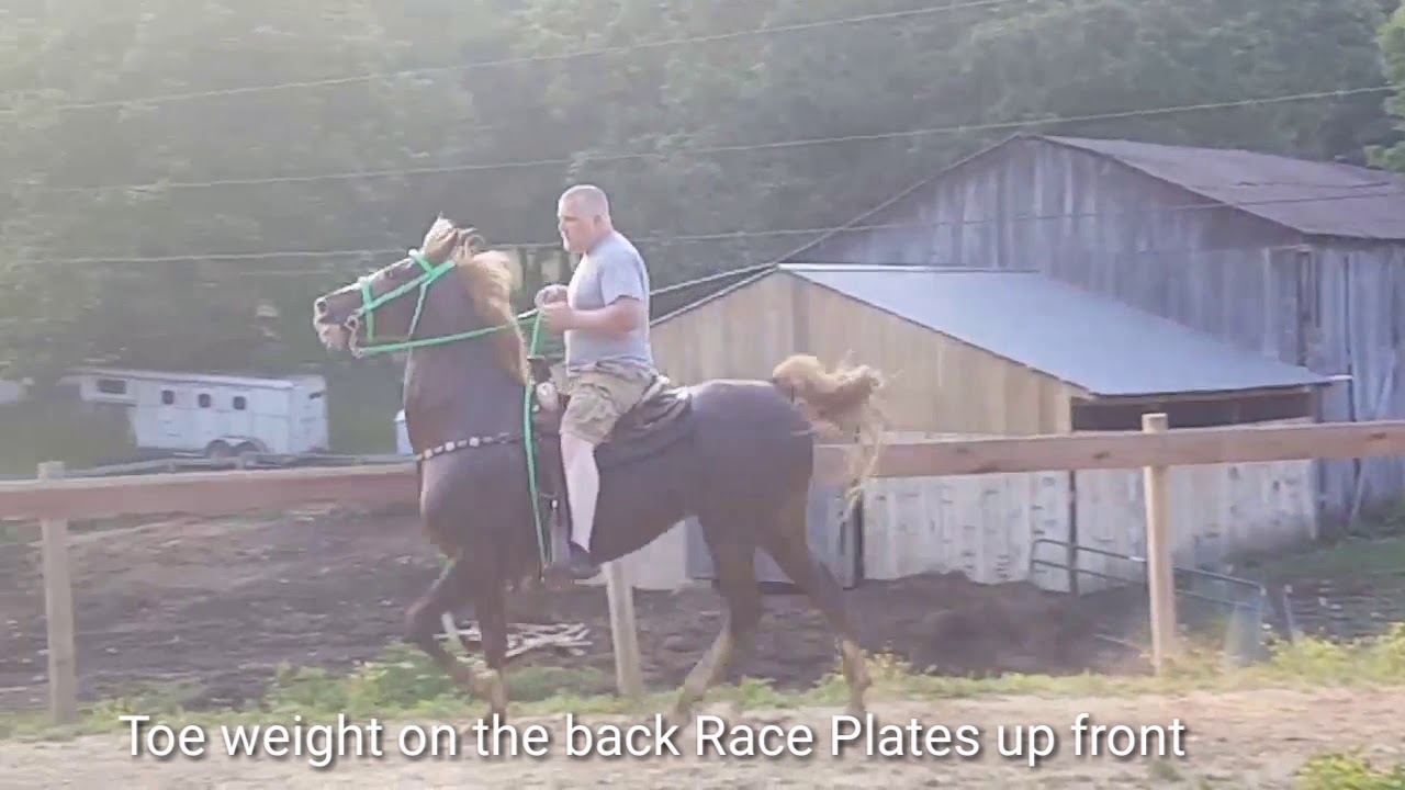 Sold Racking Mare For Sale! Saddlebred Racking horse - YouTube