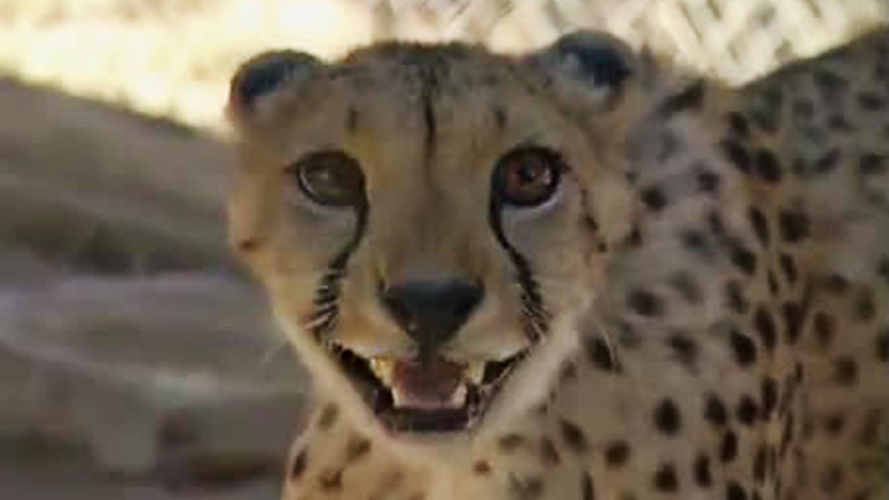 The Big Cat Keeper Goes to Africa | The Zoo Keepers | BBC Earth - YouTube