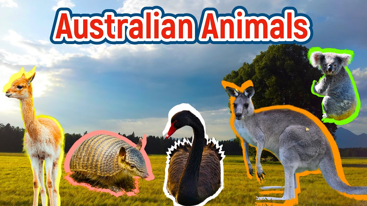 Animals of Australia, Wild animals, Nature and Animals Sounds: Koala ...