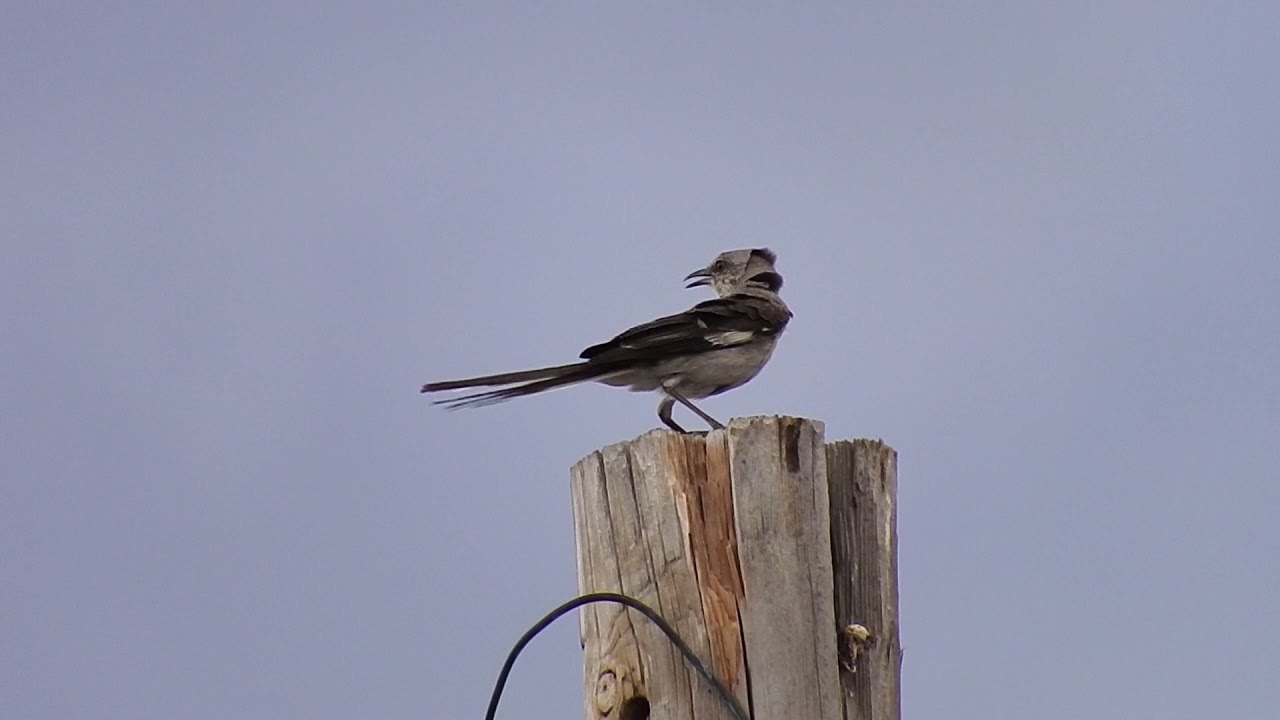 Mockingbird singing - YouTube