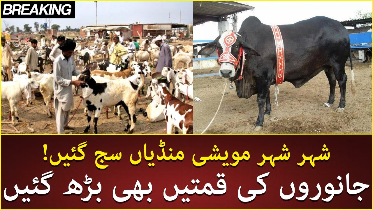 Breaking News: Pakistan Cattle Market Eid ul Adha 2022 Preparations ...