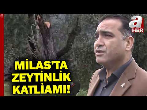 CHP'nin Çevre Hassasiyeti Tutarsızlığı... Milas'ta Zeytinlik Katliamı! | A Haber