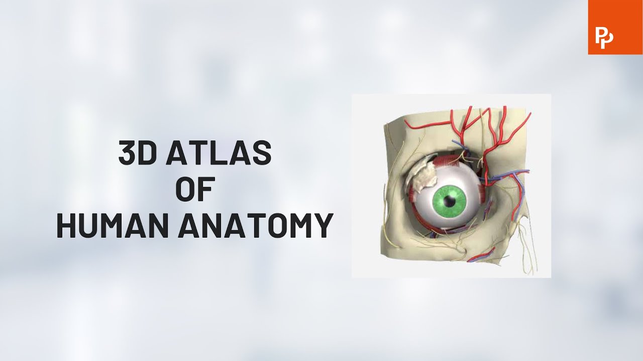 Primal Pictures 3D Atlas of Human Anatomy - YouTube