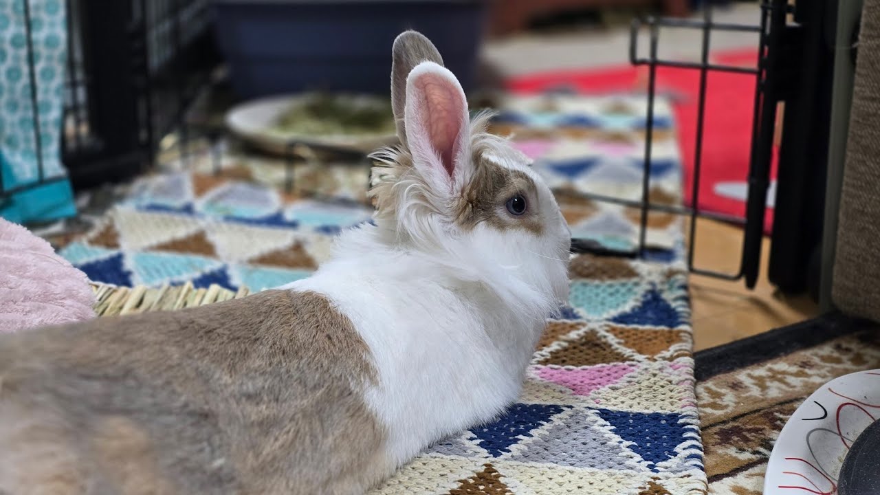 Mofu, the Tokyo bunny 東京の うさぎ モフ! is live! #live #livestream #bunny # ...