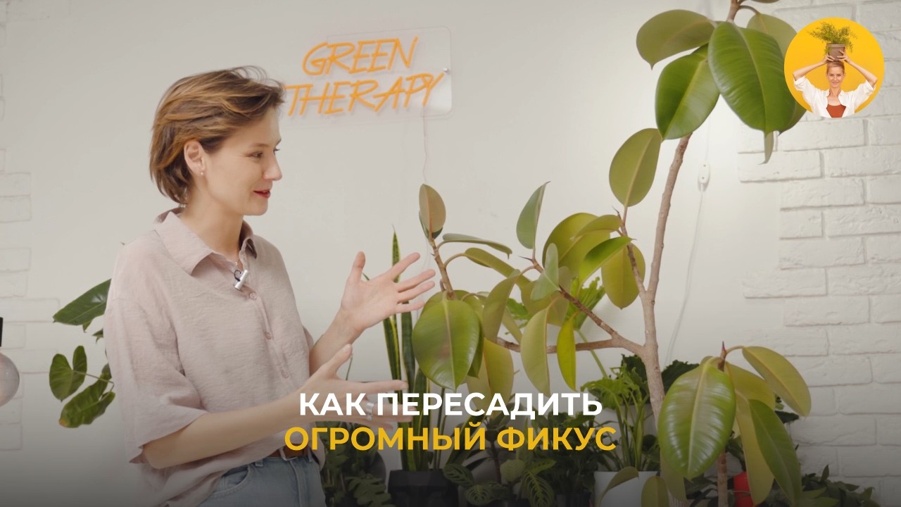 Пересаживаем огромный фикус! - YouTube