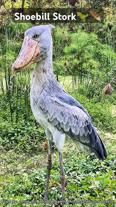 The Shoebill Stork 🦖🪶 is a prehistoric-looking bird full of majesty and ...