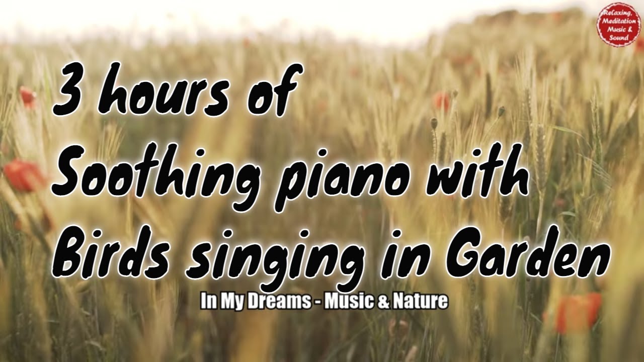 Soothing music with piano and birds singing for 3 hours, music that ...
