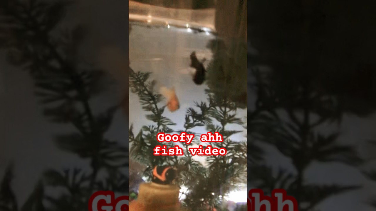 goofy ahh fish video - YouTube