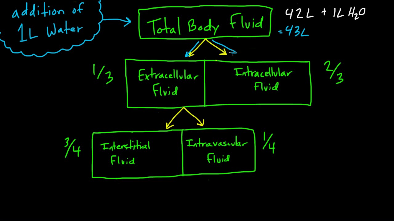 Body Fluid Compartments Overview - YouTube