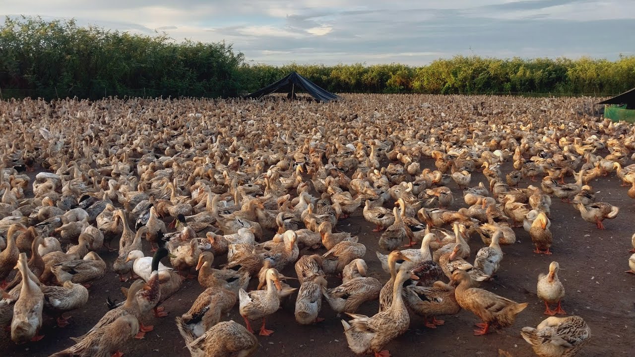 Take the ducks to the farm to feed - take the ducks to the river to ...