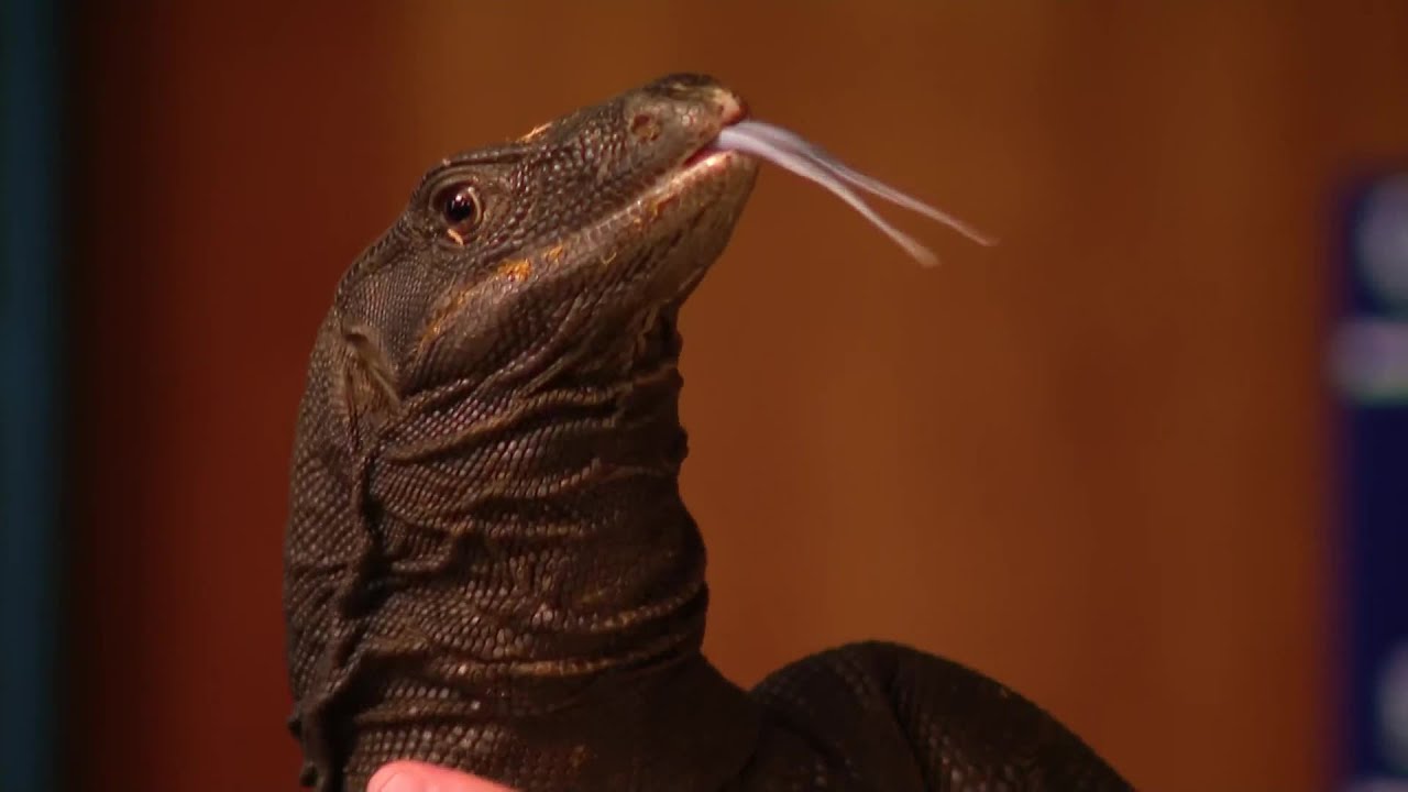 Escaped lizard Goose captured, finds new home at sanctuary - YouTube