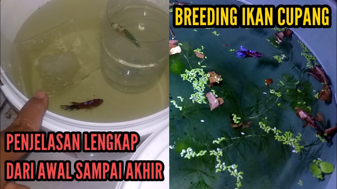 Breeding Ikan Cupang - Begini Tahapannya Lengkap dan Mudah - YouTube