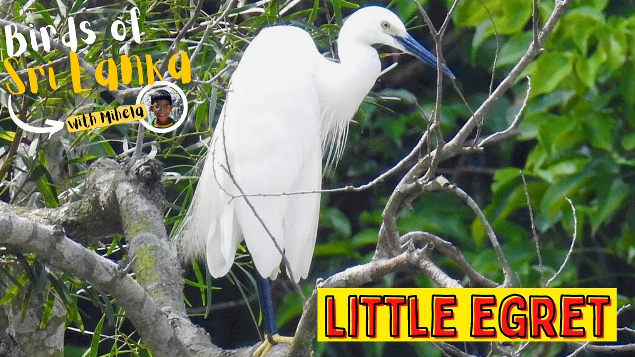 LITTLE EGRET | Birds of Sri Lanka with Mihela | Sound / Call - YouTube