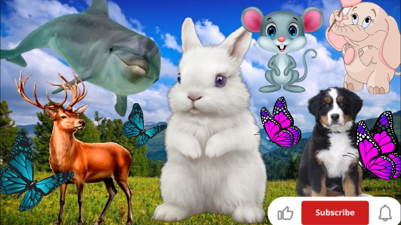 Animal sounds. Watch and learn. Elephant. Dolphin. Cat. Dog. - YouTube