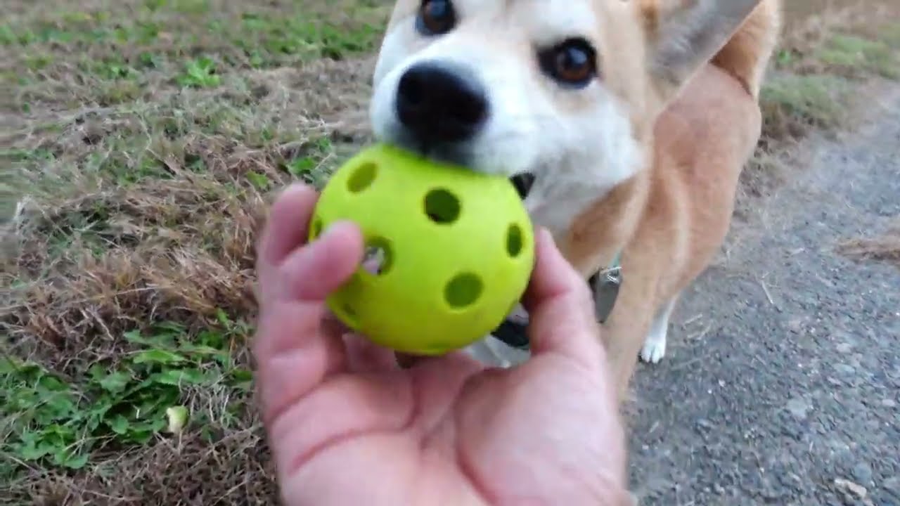 柴犬親子でボール遊び Playing Ball with Shiba Inu Parent and Kid. - YouTube