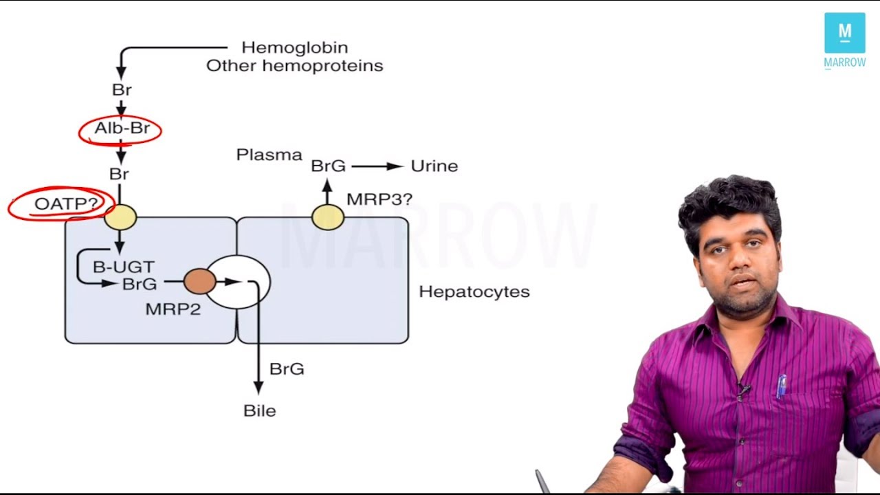 Marrow Master Classes: Medicine Sample Video - Liver Physiology - YouTube