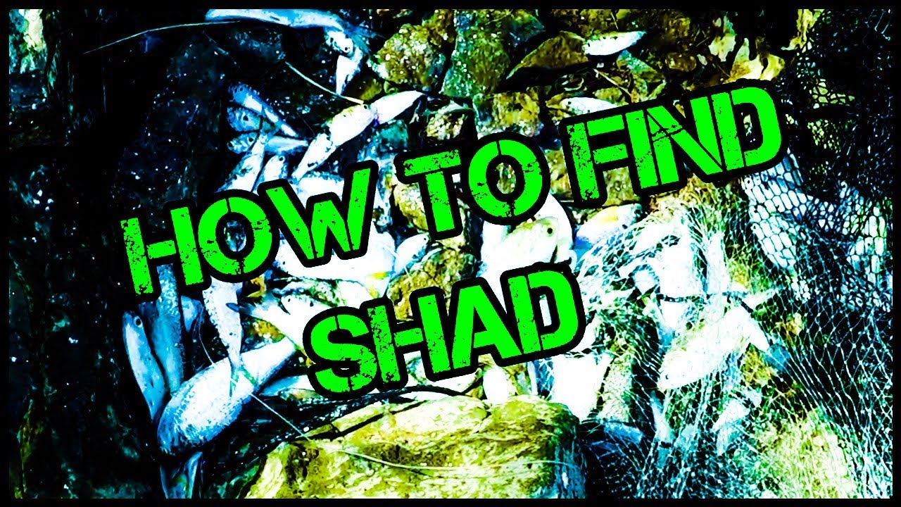 How to catch shad - where to find shad - YouTube