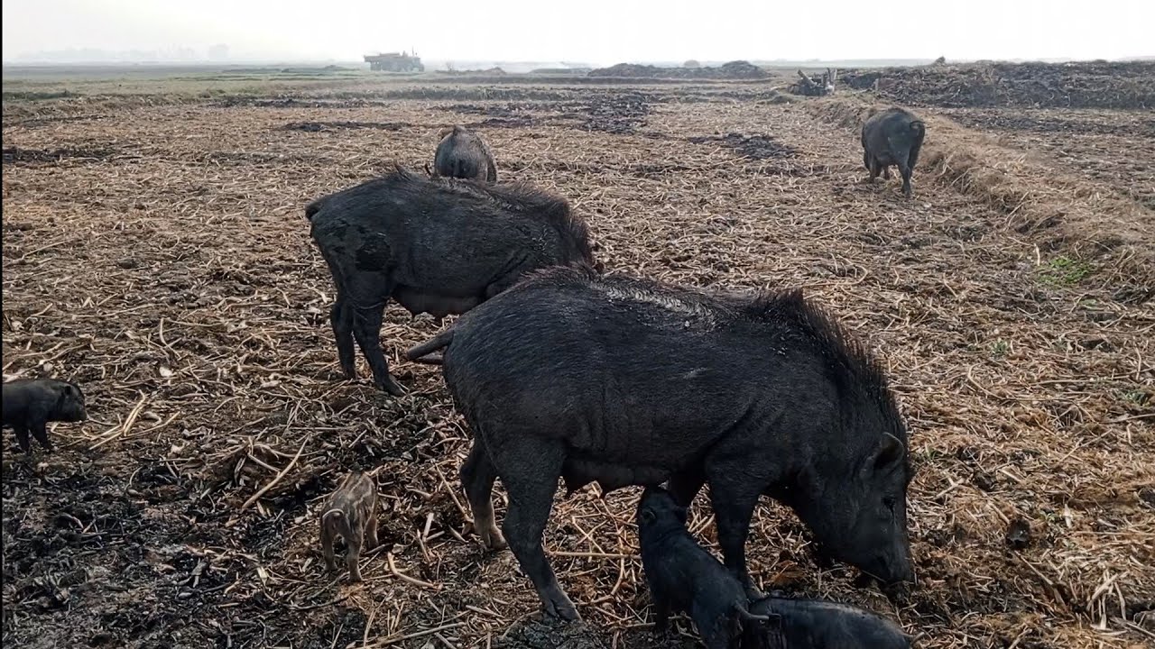 sundur village pig - YouTube