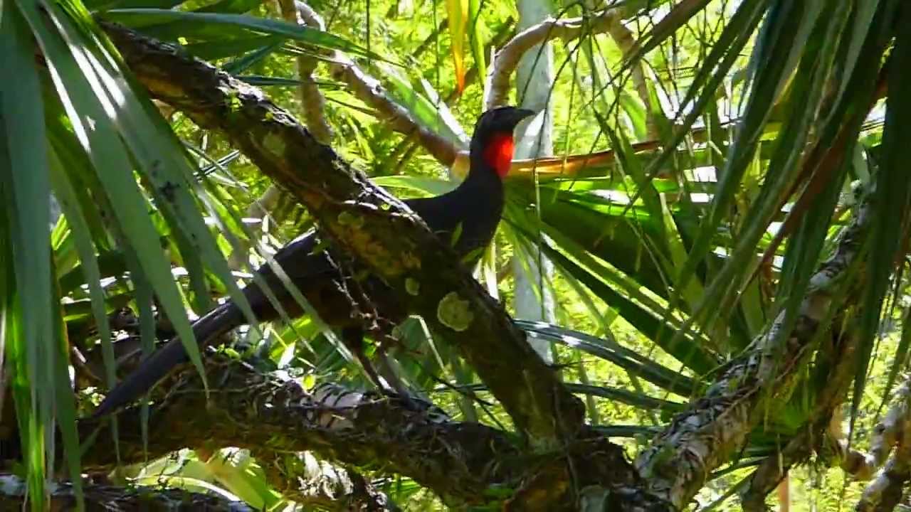 Bichos do Jardim Botânico - Jacú - YouTube