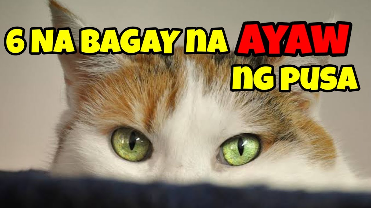 6 NA BAGAY NA PINAKAAYAW NG MGA PUSA - YouTube