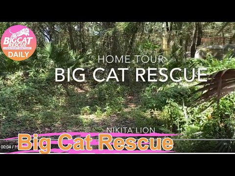 Big Cat Rescue Home Tour Nikita Lion