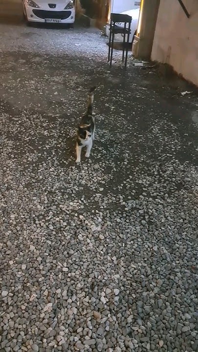 گربه دو رنگ زرد قهوه ای Cats Simmy Shortsvideo Funny Cat