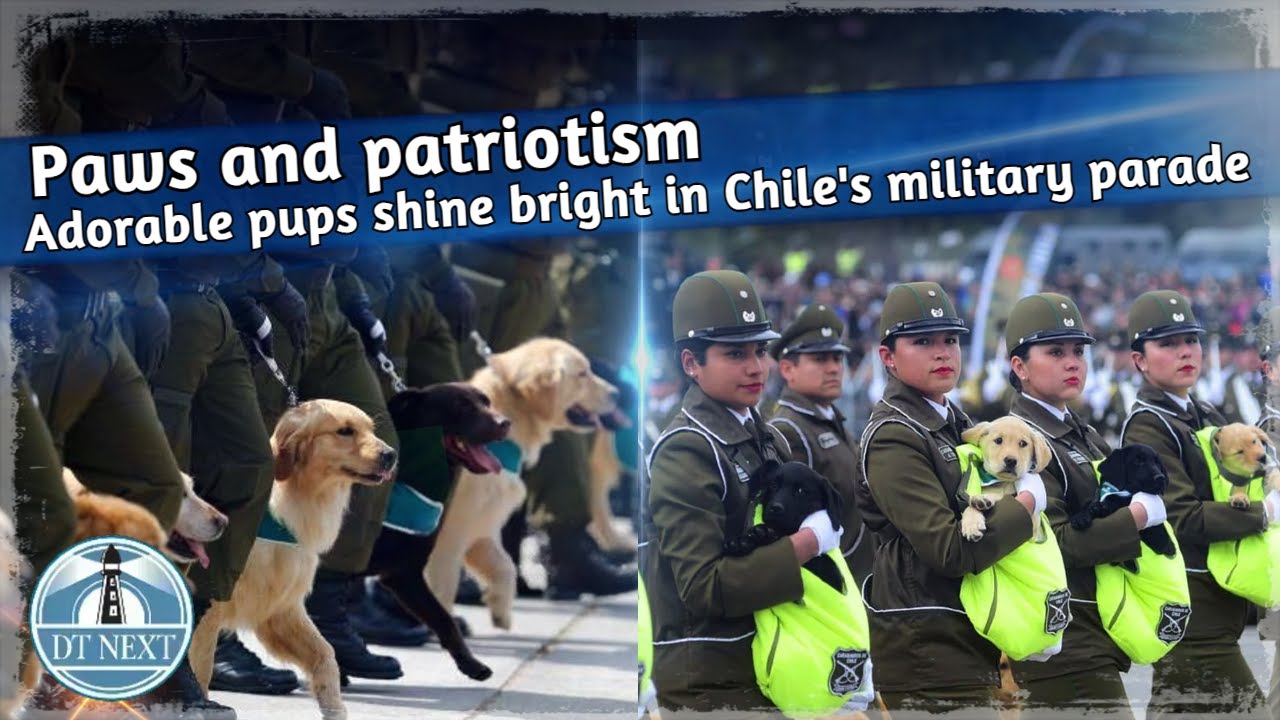 Adorable pups shine bright in Chile's military parade | DT Next - YouTube