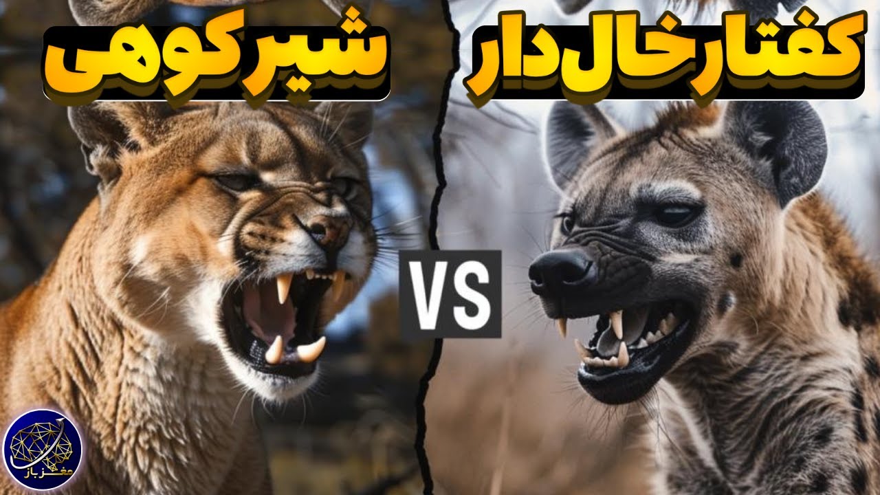 نبرد شیر کوهی و کفتار خال دار برنده میدان کدام حیوان است؟ Youtube