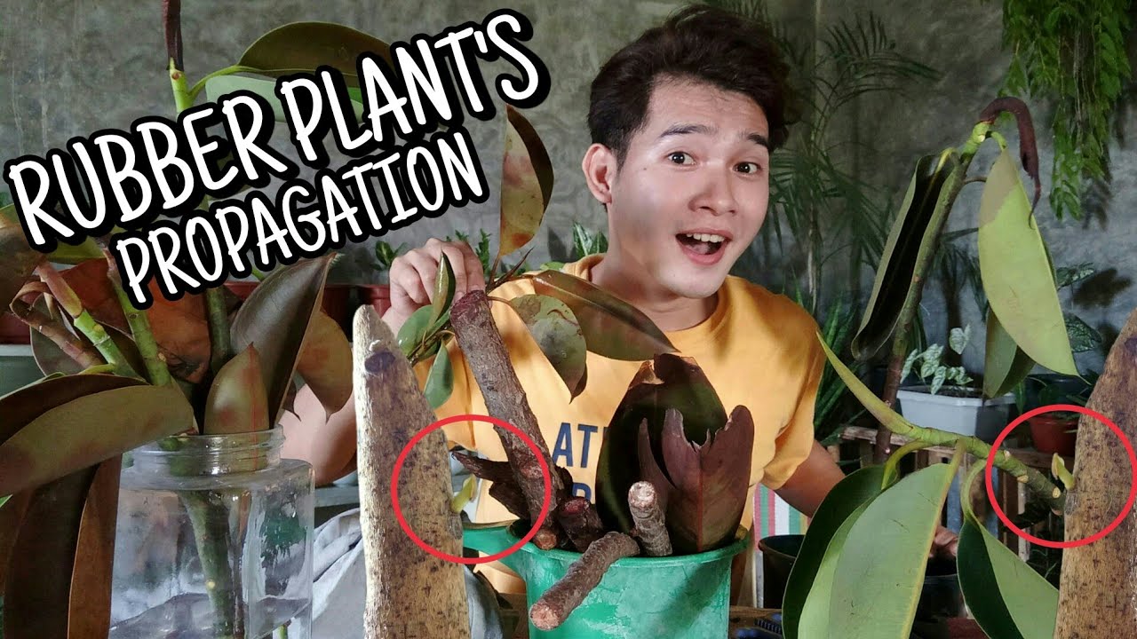 RUBBER PLANT'S PROPAGATION(ANG BILIS MAGPAUGAT) - YouTube
