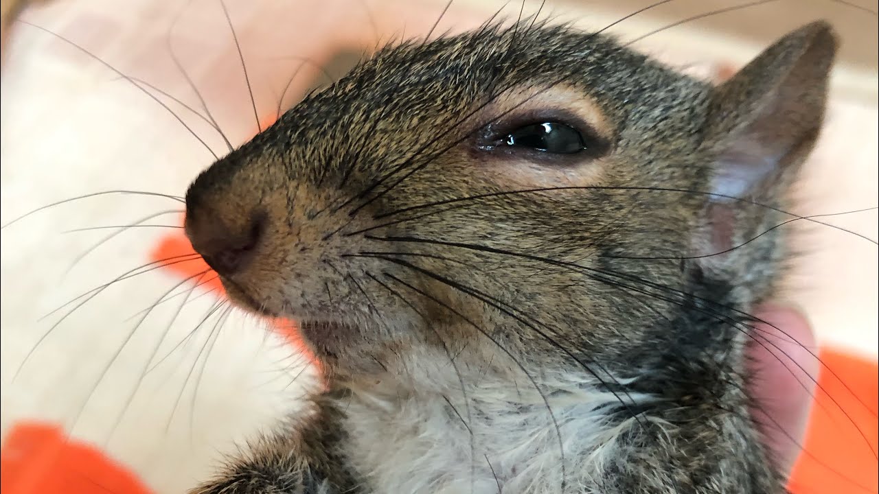 Injured Squirrel Rescued (First Live) - YouTube