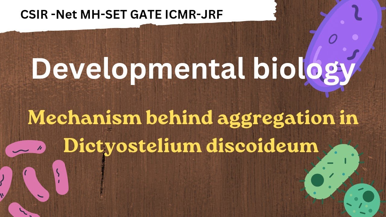 Mechanism behind aggregation in Dictyostelium discoideum l #csirnet# ...