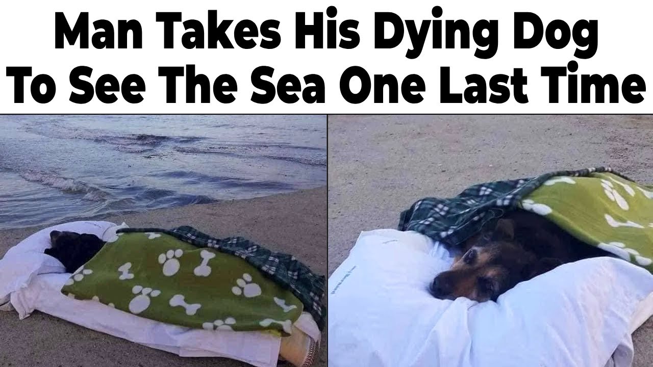 The Most Respectful Memes - YouTube